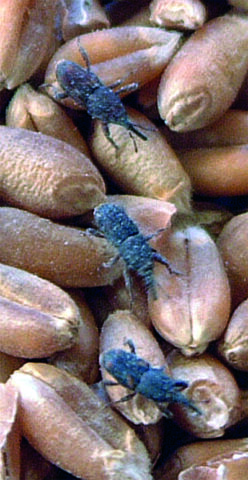 Insectes : comment les détecter le plus tôt possible dans les grains ...